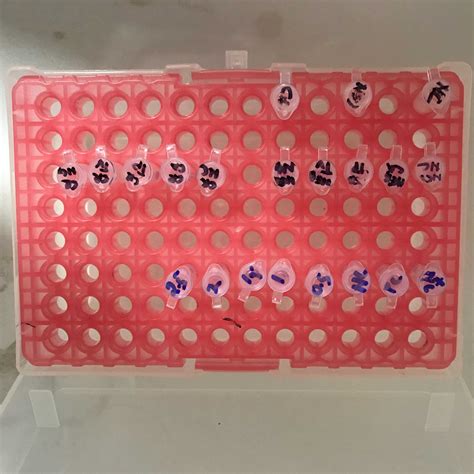 Chemically Competent Cell Preparation Calcium Chloride Method