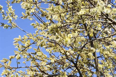 How To Grow And Care For Pussy Willow Gardeners Path