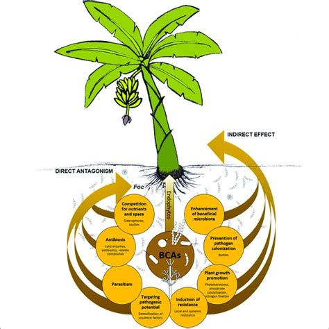 Effectiveness Of Biological Control Agents Against Fusarium Oxysporum Download Scientific