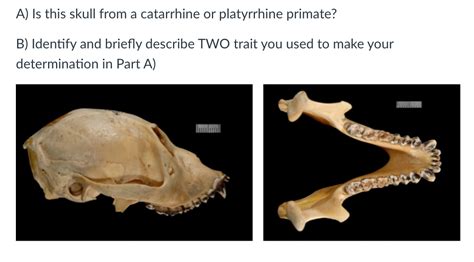 Solved A Is This Skull From A Catarrhine Or Platyrrhine