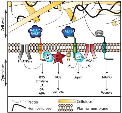 跨植物物种的细胞壁完整性调节 Plant Molecular Biology X Mol