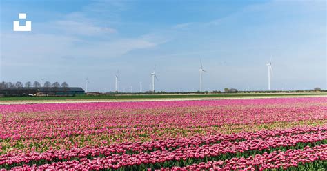 배경에 풍차가 있는 꽃밭 사진 Unsplash의 무료 네덜란드 이미지