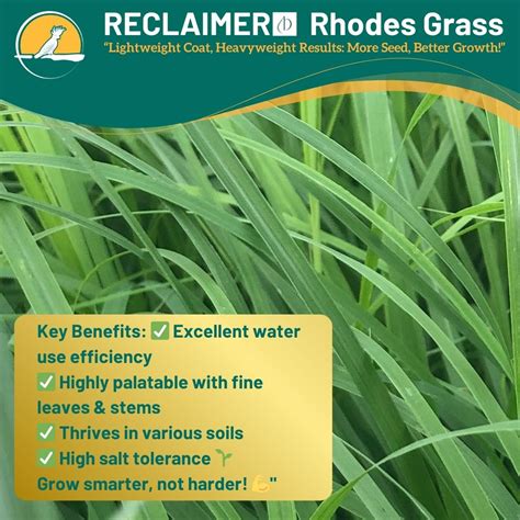 Selected 🌱 Reclaimer The Powerhouse Of Rhodes Grass Early Maturing