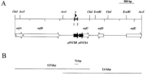 Genetic Map Of The Plnc8 Locus A Restriction Map Showing Plnc8 Genes