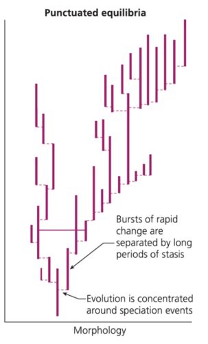 Ch 14 Macroevolution The Long Run Flashcards Quizlet
