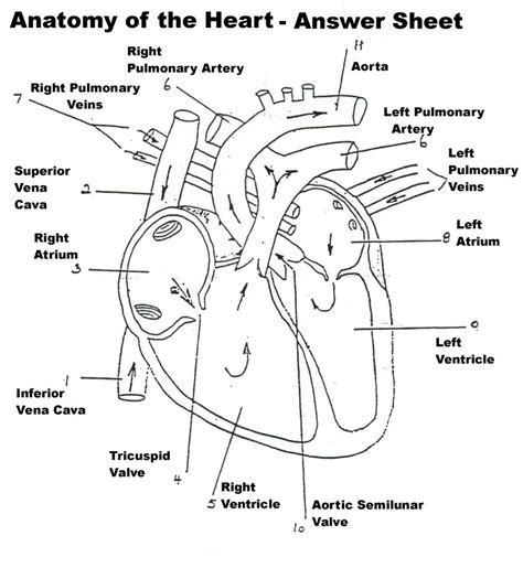Heart Anatomy Diagram Worksheet Anatomy Worksheets