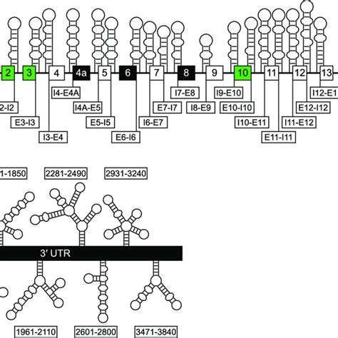 Predicted Structures At Alternatively Spliced Exon Intron Junctions