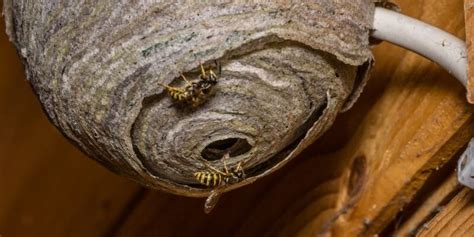 Wasp And Hornet Extermination Service In Guelph On