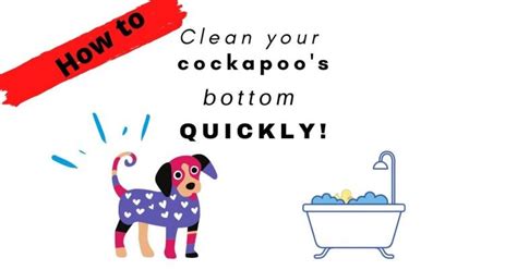 How To Trim A Cockapoo Face Easy Methods Cockapoo Pride