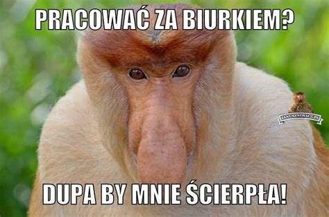 Memy O Pracy Śmieszne Obrazki I Memy Na Temat Pracy I Zatrudnienia Polacy W Robocie Się Nie