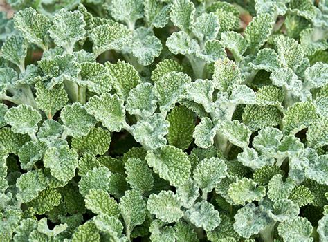 Next Generation Phytogenics Improve Growth Performance Modern Poultry