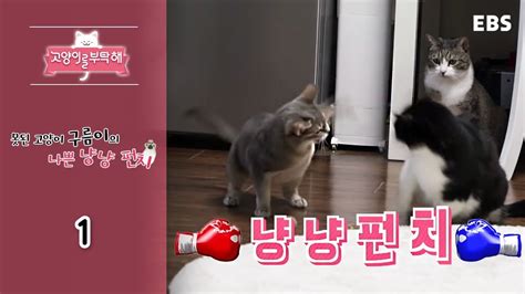 고양이를 부탁해 못된 고양이 구름이의 나쁜 냥냥 펀치 001 Youtube