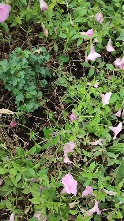 Самая частая ошибка огородника Youtube