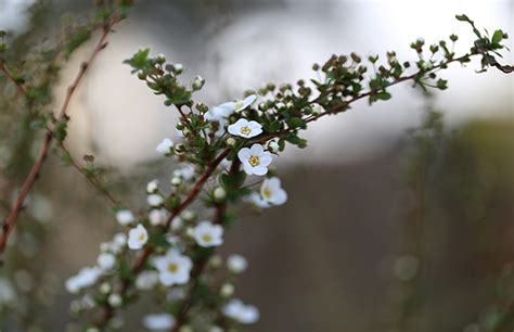 ゆきやなぎ 雪柳Spiraea thunbergii ウロウロ よろよろ フラフラ