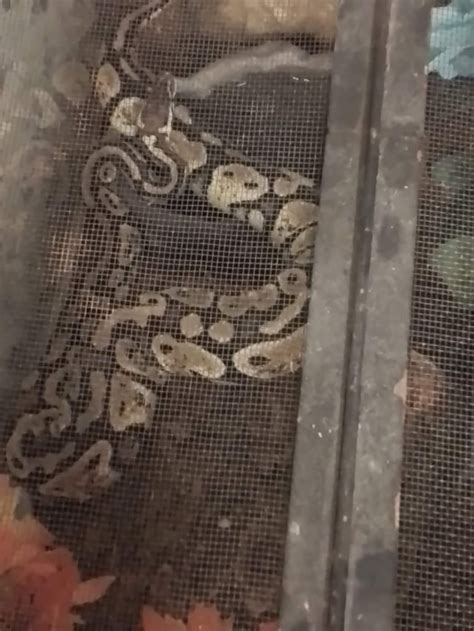 What Type Of Restrictor Is This Is That A Boa Or A Python Rsnakes What Type Of Restrictor Is This Is That A Boa Or A Python Rsnakes