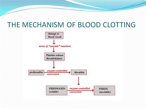 Detailed Blood Clotting Process Diagram Igcse Biology Notes