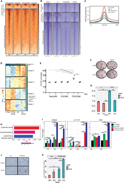 Activation Of Akt Induces Ezh2 Mediated β Catenin Trimethylation In Colorectal Cancer Iscience