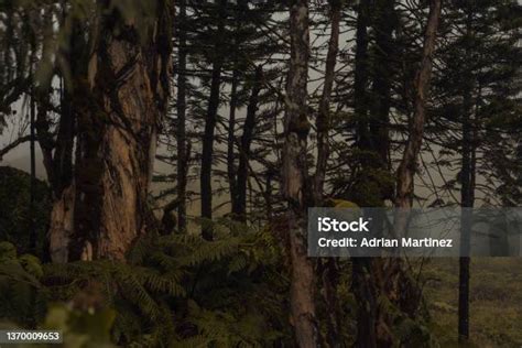 하와이 마우이 섬의 와히숲에 있는 이아오 계곡의 탁 트인 자연 경관 0명에 대한 스톡 사진 및 기타 이미지 0명 관광 구름 Istock