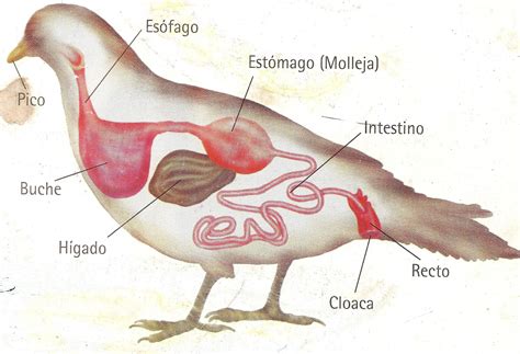 Sistema Digestivo De Las Aves Imagui