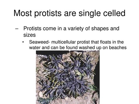 Ppt Single Celled Organisms Have All The Characteristics Of Living Things Powerpoint