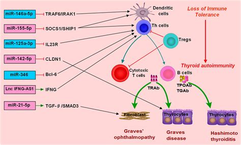 Frontiers The Emerging Role Of Epigenetics In Autoimmune Thyroid Diseases