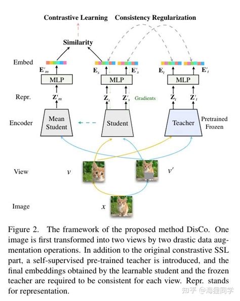 Disco Remedy Self Supervised Learning On Lightweight Models With