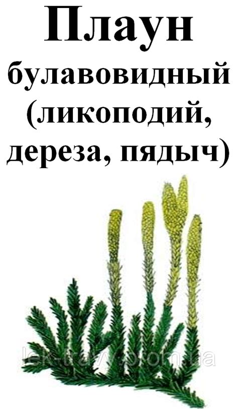 Купить 50 грамм. Плаун булавовидный (ликоподий, дереза, пядич), споры ...