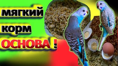 мягкий корм основа для роста птенцов попугаев - YouTube