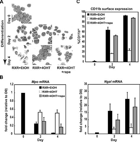 Figure 1 From Translational Control Of C Myc By Rapamycin Promotes