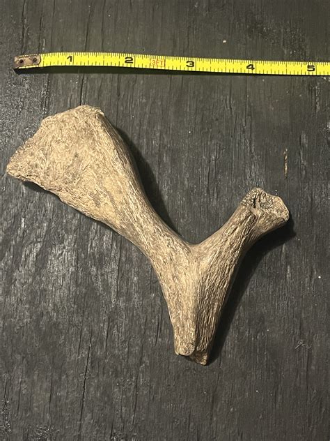 Fossilized Bone Identification Fossil ID The Fossil Forum