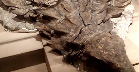 A Mummified Nodosaur Fossil At The Royal Tyrrell Museum Imgur