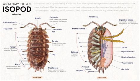 Isopod Types Size Anatomy Lifespan Habitat Diet And Pictures