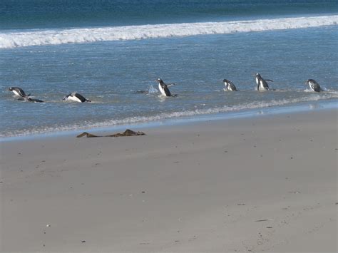 Penguins Poo And A Loo With A View Andrews Fabulous Travel Blog