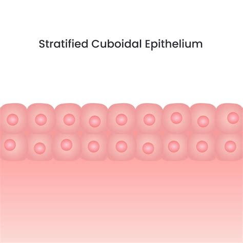 계층화 된 입방 상피 세포 벡터 배경 일러스트 레이 션 프리미엄 벡터