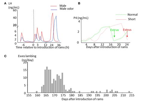 Figure From The Ram Effect New Insights Into Neural Modulation Of The Gonadotropic Axis By