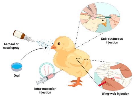Advances In Poultry Vaccines Leveraging Biotechnology For Improving