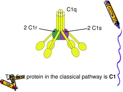 Ppt Chapter 6 Complement Powerpoint Presentation Free Download Id 3336096