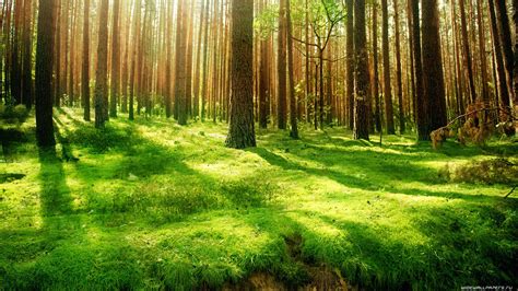Лес широкоформатные обои и Hd обои для рабочего стола Страница 1