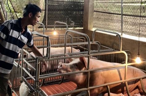 Người Chăn Nuôi Lỗ Nặng Vì Giá Heo Giảm Sâu Tin Tức Chăn Nuôi Tạp