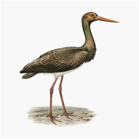Vector Black Stork Bird Hand Premium Vector Illustration Rawpixel