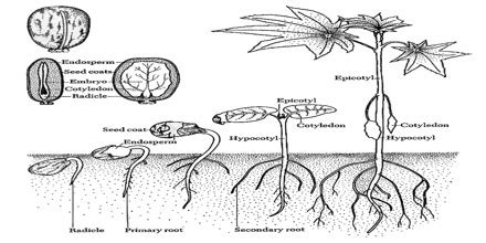 Define Angiosperm Plants Qs Study