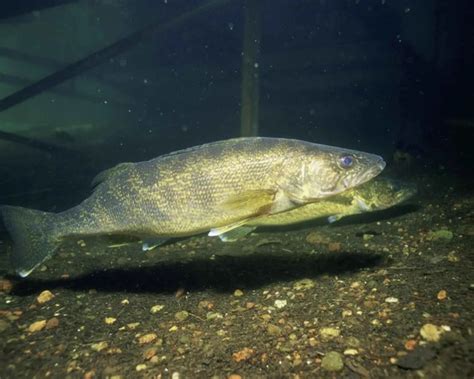 Walleye Facts Diet Habitat And Pictures On Animaliabio