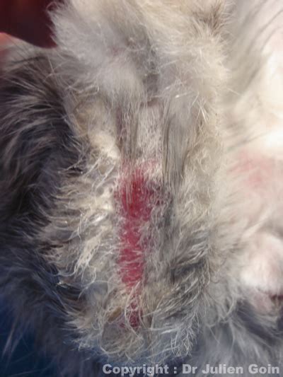 Pododermatite Chez Le Lapin La Dure Vie Du Lapin Urbain