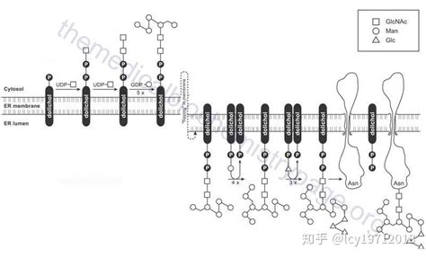 蛋白质的糖基化修饰一 知乎