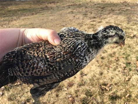 Help With Sexing If Possible BackYard Chickens Learn How To Raise Chickens