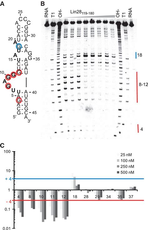 Footprint Analysis Of Tl Let 7g With Rnase T1 A Secondary Structure Download Scientific