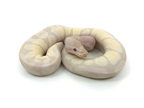 Vpi Lavender Snow Ball Python By Bushveld Reptiles Morphmarket