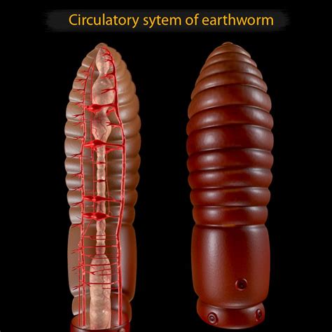 Earthworm Circulatory System 3d Model 59 Obj Ma Free3d