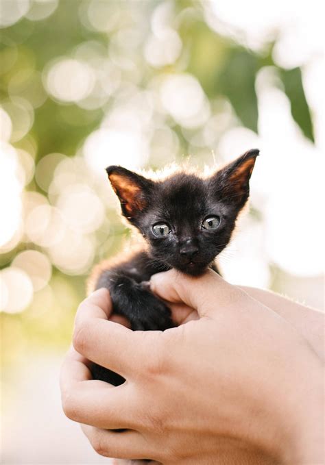 Teeny Tiny Bat R Fruitbatcats