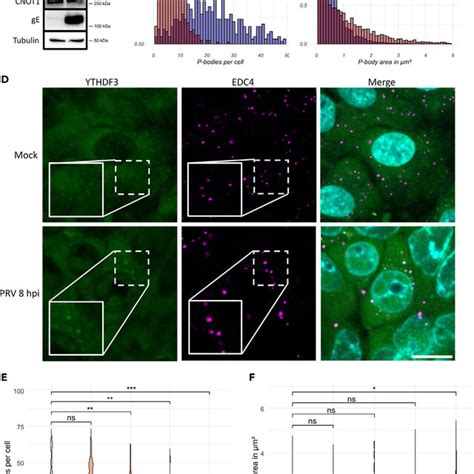 Subcellular Localization Of Ythdf Proteins And P Body Reorganization In Download Scientific